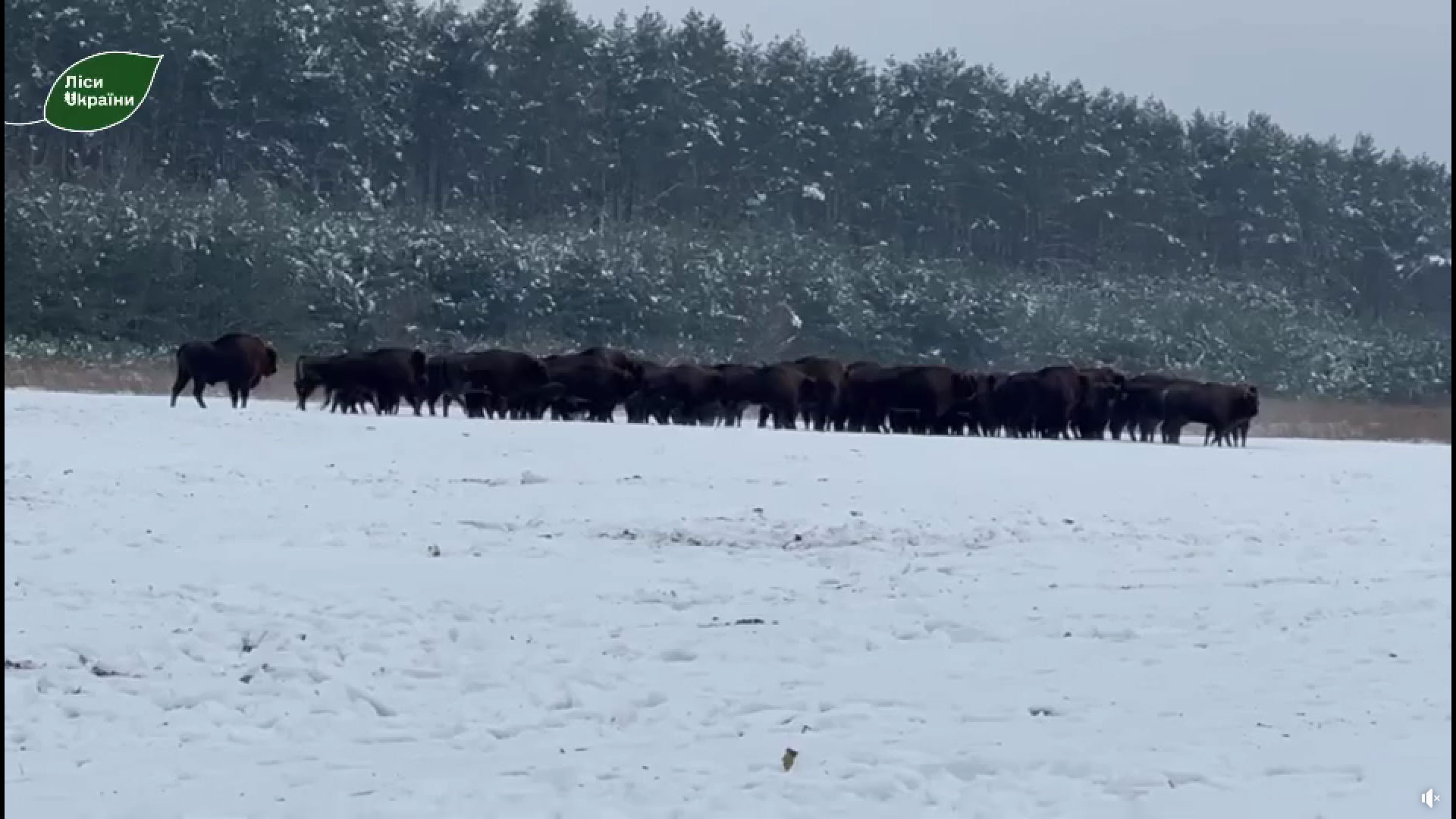 На Бродівщині працівники ДП «Ліси України» зафіксували найбільшу ...