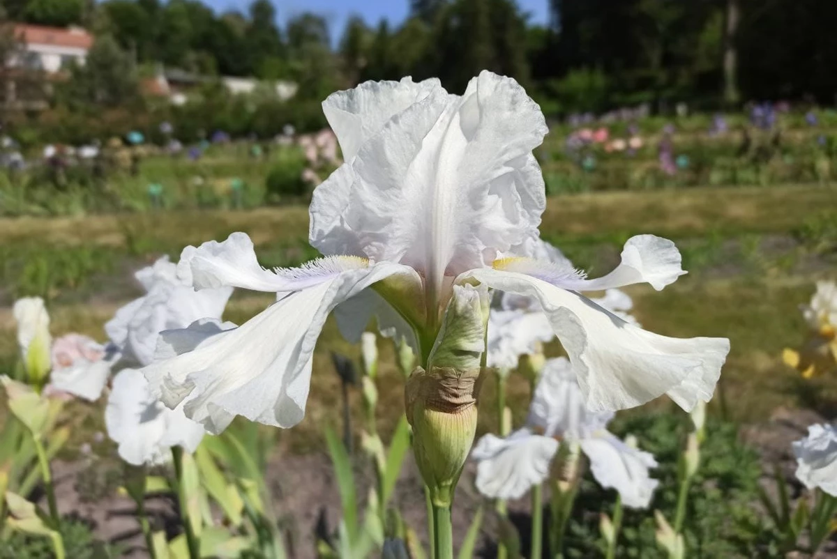 Unique Ukrainian-bred irises bloom in the Botanical Garden in Lviv ...